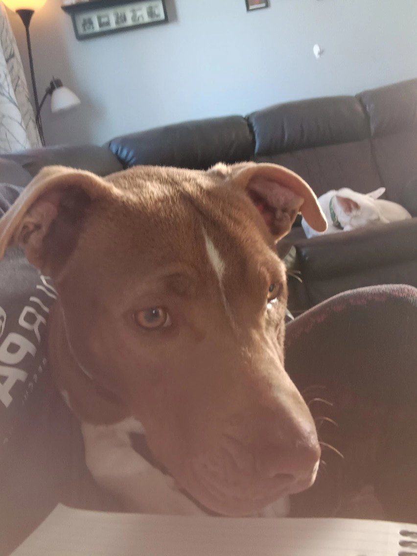 Dog for Adoption - Logan, a Pit Bull Terrier in New London, WI | Alpha Paw