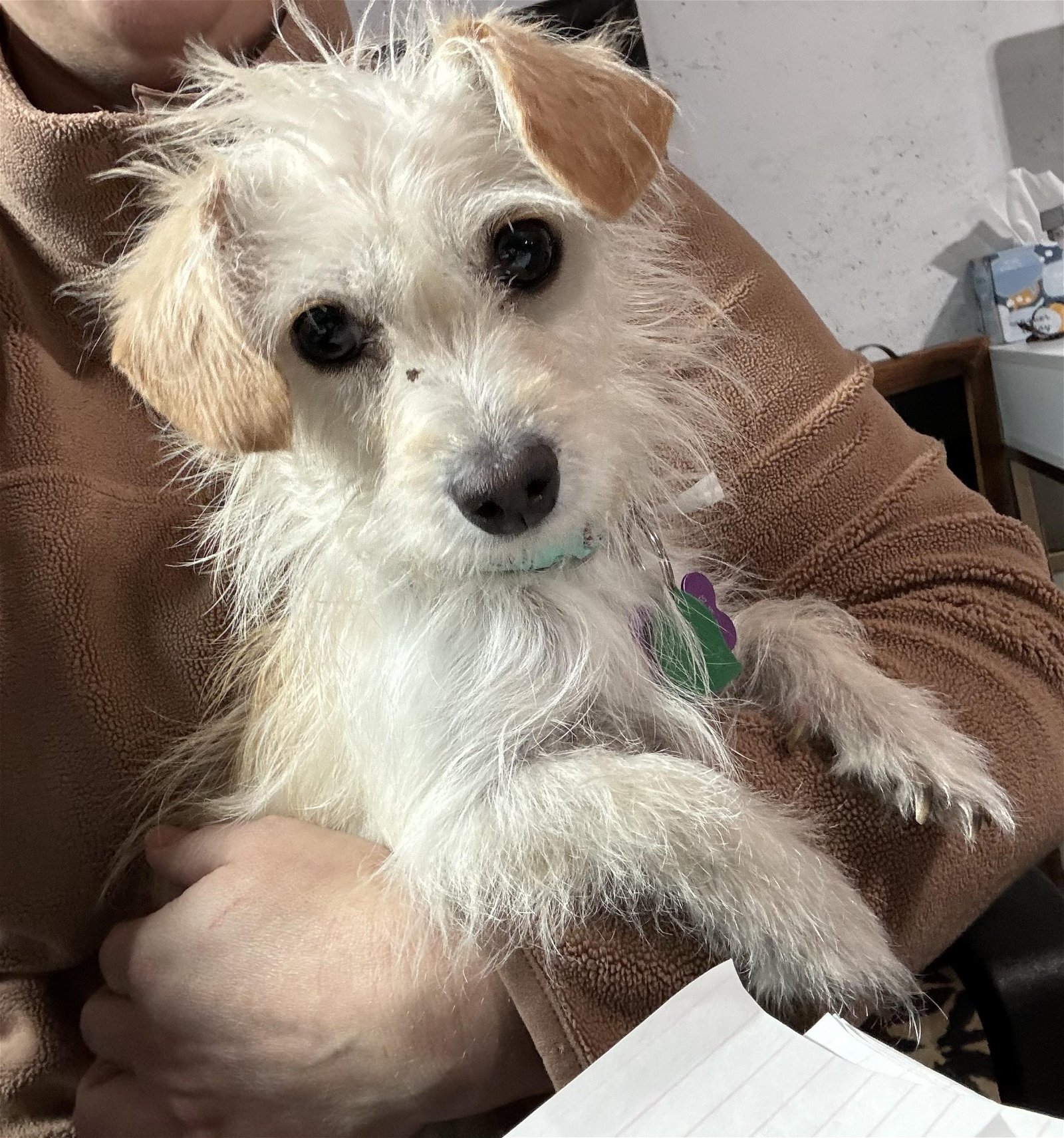 Dog for Adoption - Zoe, a Terrier in Fond Du Lac County, WI | Alpha Paw