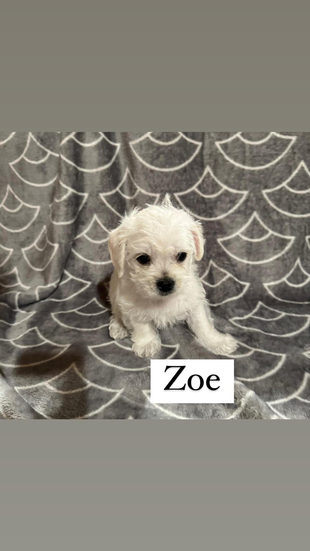 Dog for Adoption - Zoe, a Terrier in Fond Du Lac County, WI | Alpha Paw