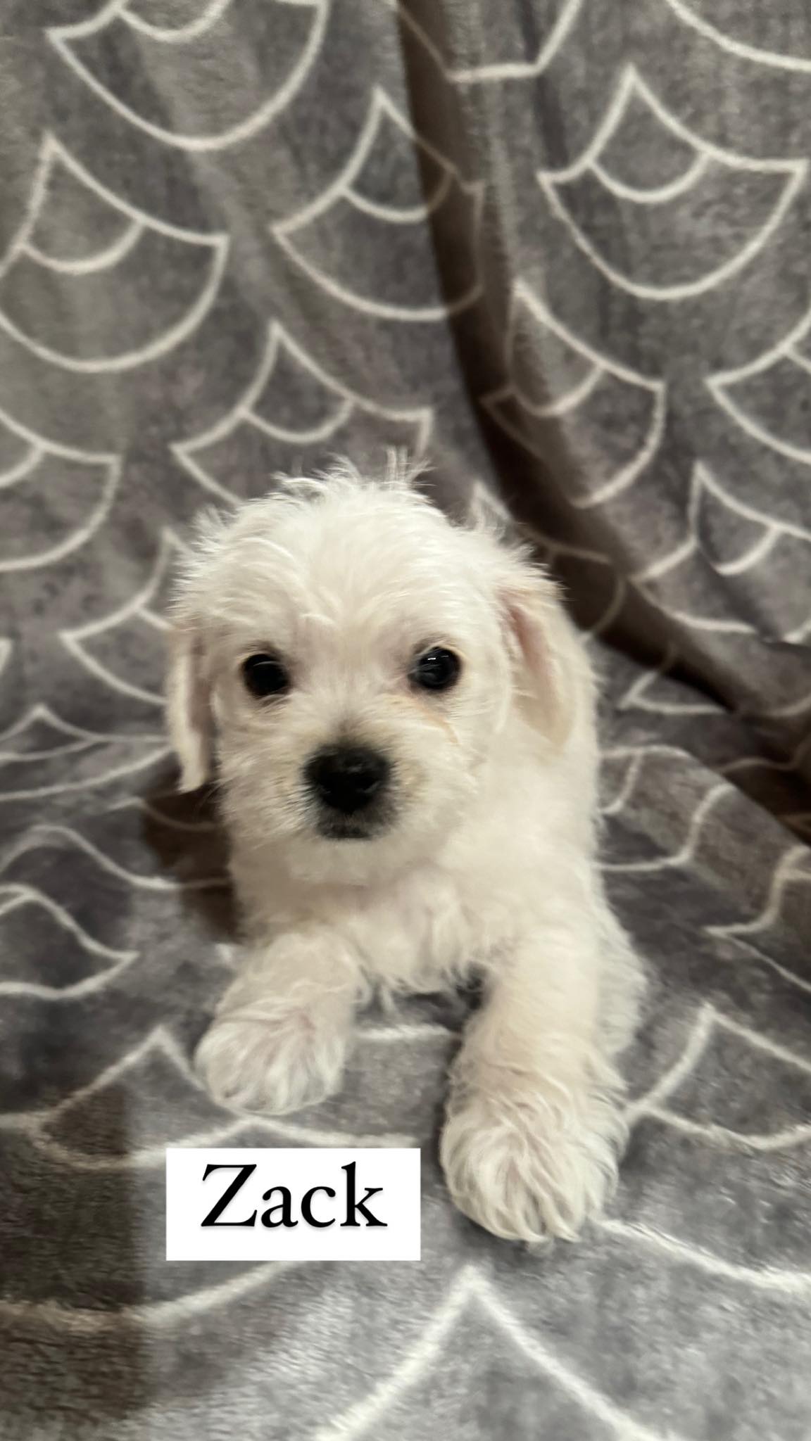 Dog for Adoption - Zack, a Terrier in Fond Du Lac County, WI | Alpha Paw