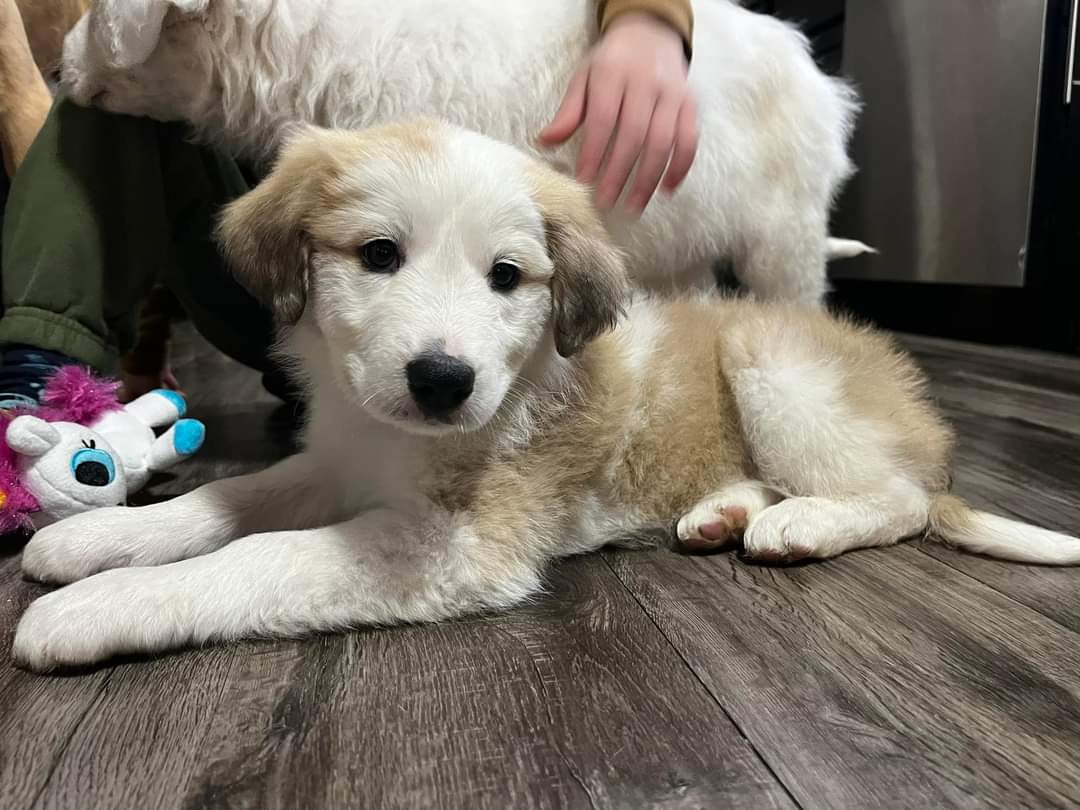 Dog for Adoption - Maple, a Great Pyrenees in Green Bay, WI | Alpha Paw