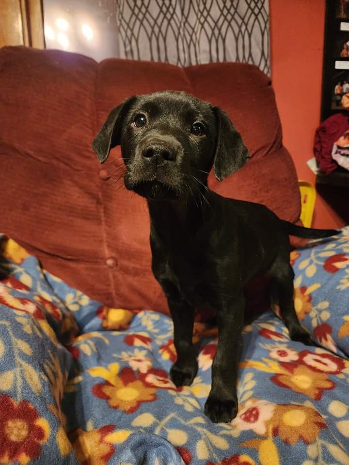 Dog for Adoption - Jody, a Labrador Retriever in Oshkosh, WI | Alpha Paw