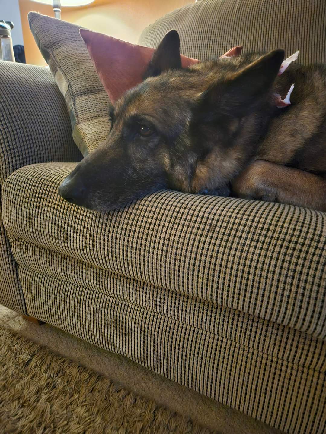 Dog for Adoption - Luna, a German Shepherd Dog in Appleton, WI | Alpha Paw