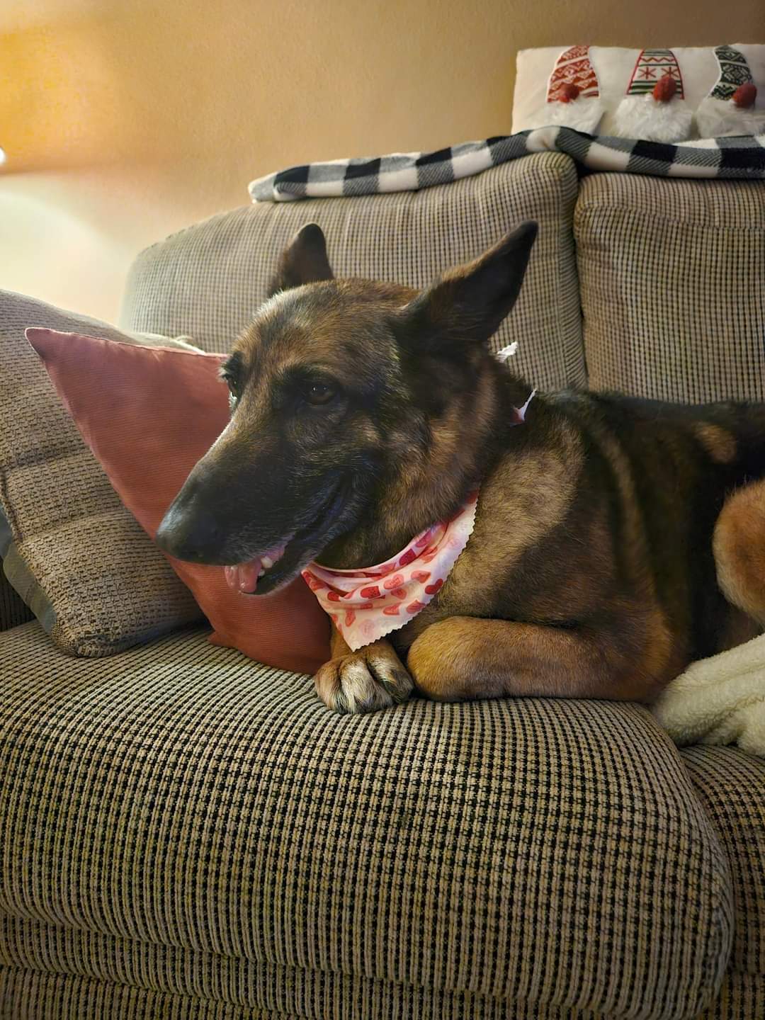 Dog for Adoption - Luna, a German Shepherd Dog in Appleton, WI | Alpha Paw