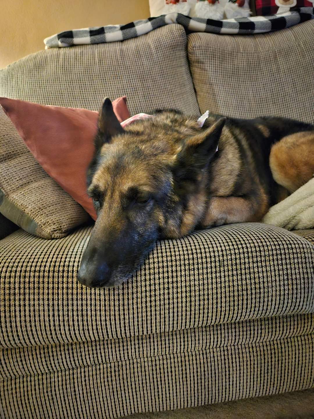 Dog for Adoption - Luna, a German Shepherd Dog in Appleton, WI | Alpha Paw