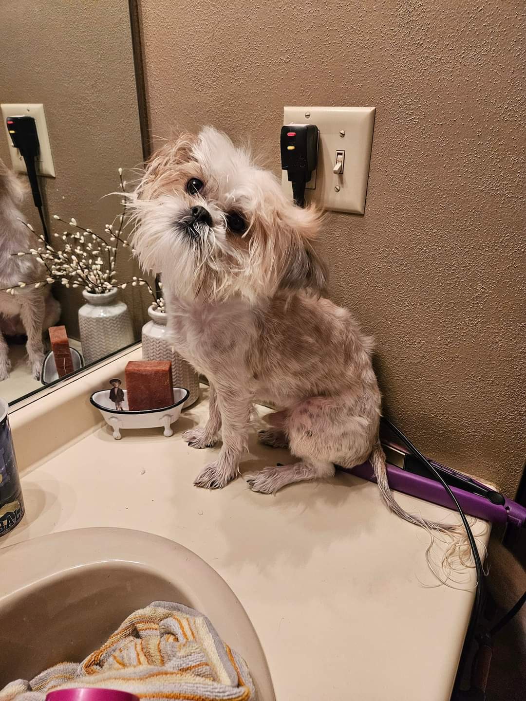 Dog for Adoption - Toby, a Shih Tzu in Silver Lake, WI | Alpha Paw