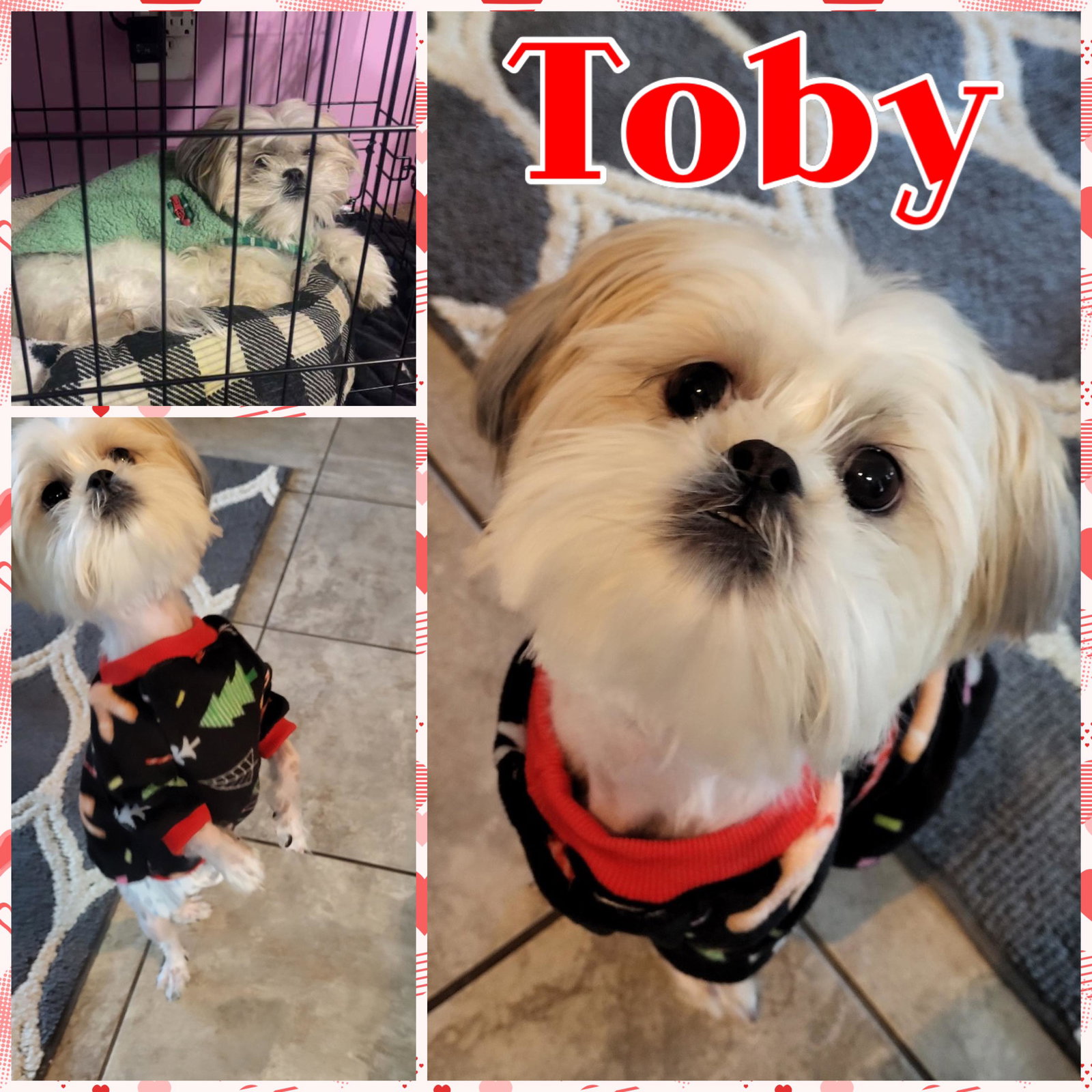 Dog for Adoption - Toby, a Shih Tzu in Silver Lake, WI | Alpha Paw