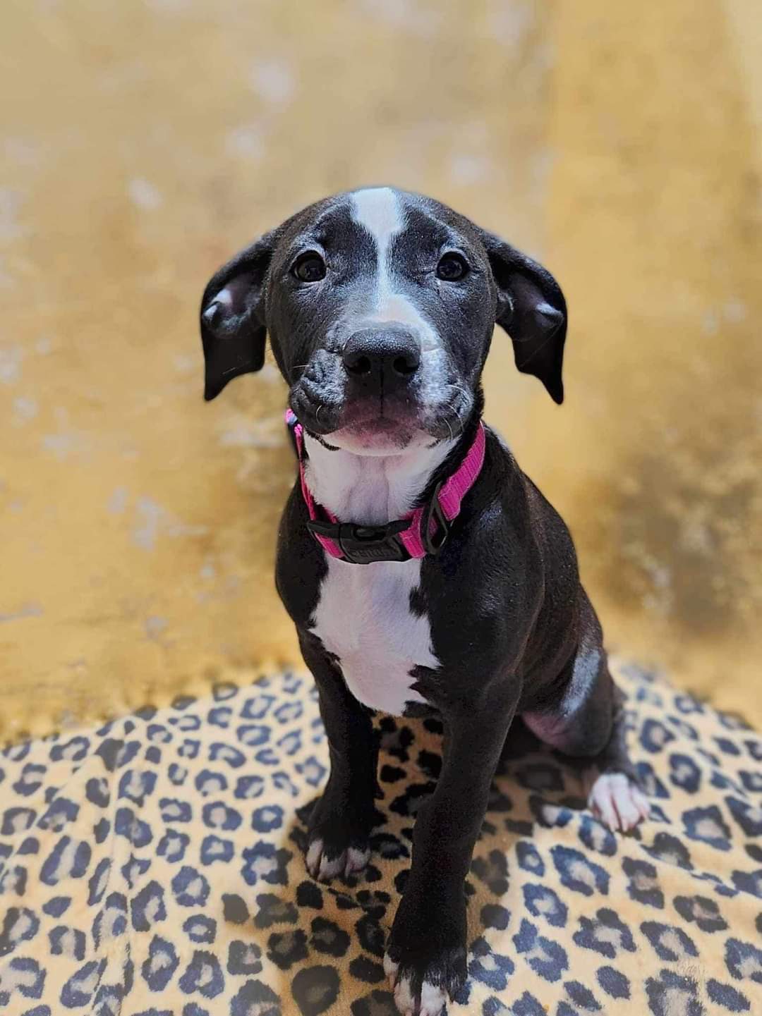 Dog for Adoption - Lizzo, a Pit Bull Terrier in Stevens Point, WI ...