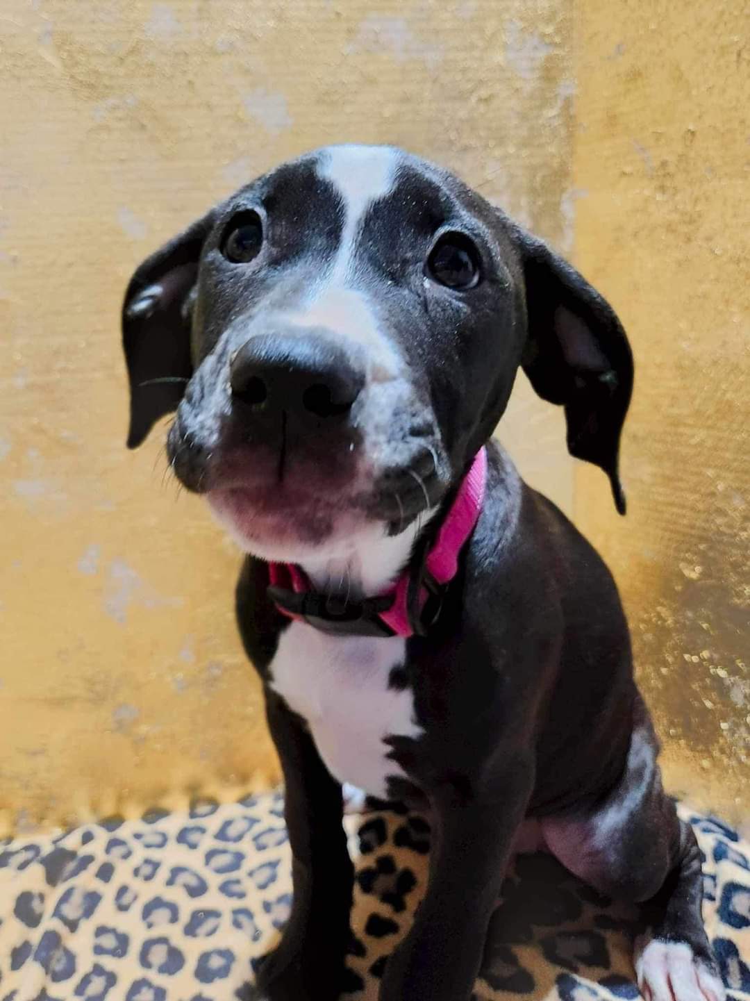 Dog for Adoption - Lizzo, a Pit Bull Terrier in Stevens Point, WI ...