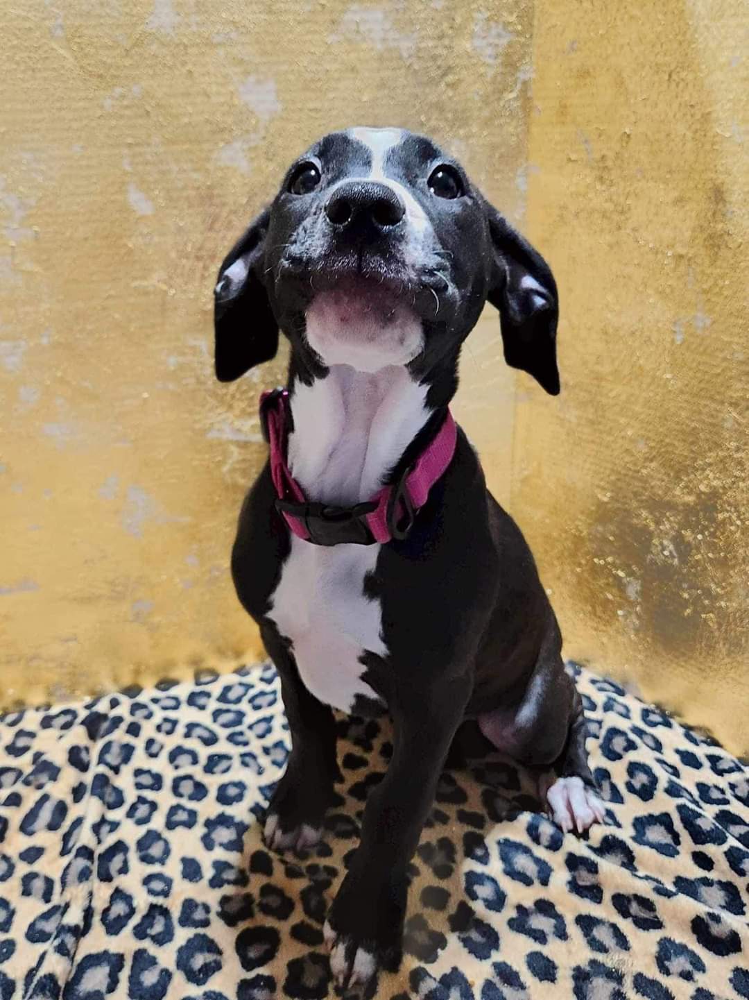 Dog for Adoption - Lizzo, a Pit Bull Terrier in Stevens Point, WI ...