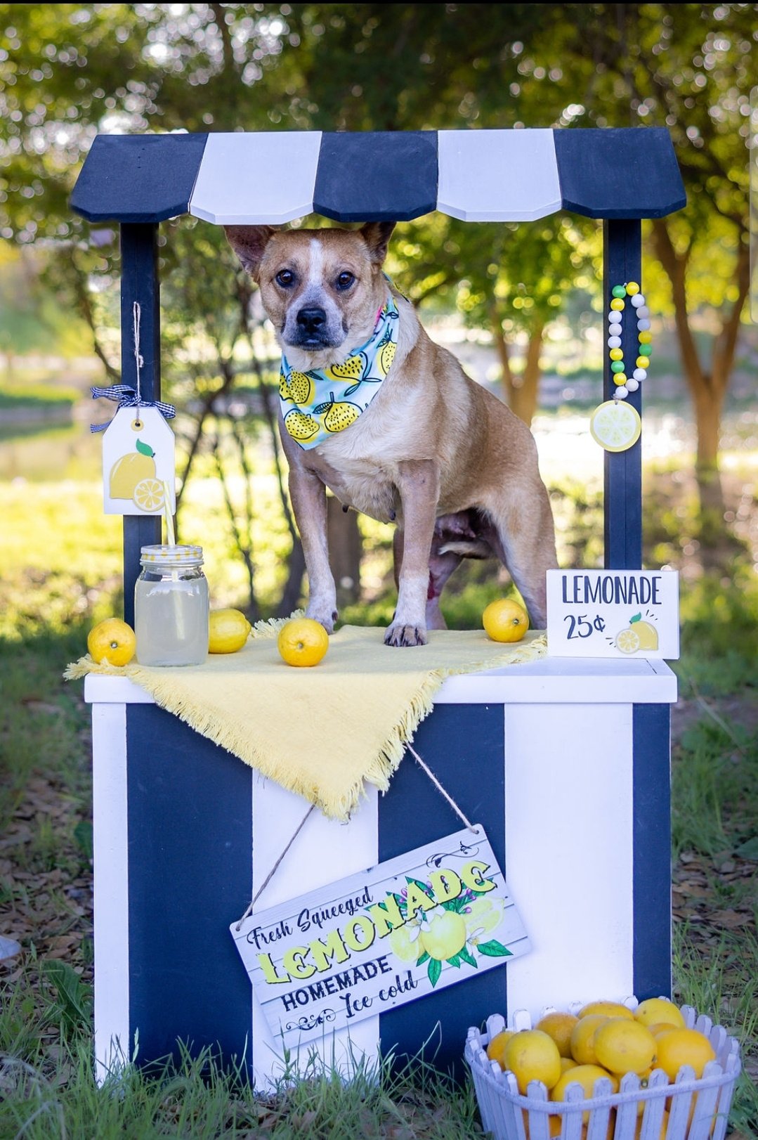 Dog for Adoption - Lemon, a Australian Cattle Dog/Blue Heeler in Fond ...