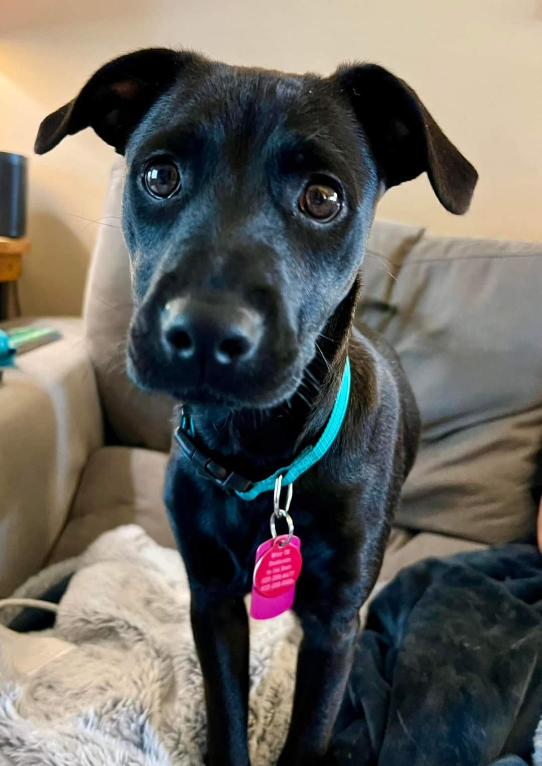 Dog for Adoption - Ruger, a Labrador Retriever in Berlin, WI | Alpha Paw