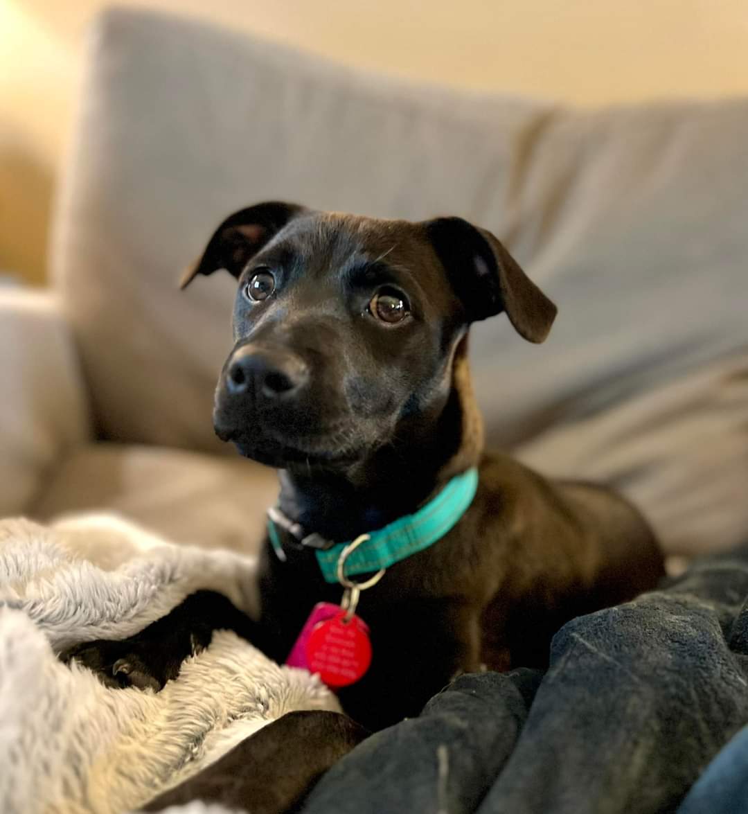 Dog for Adoption - Ruger, a Labrador Retriever in Berlin, WI | Alpha Paw