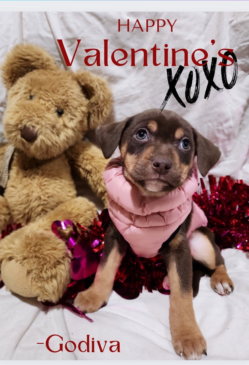 Dog for Adoption - Godiva, a American Pit Bull Terrier in Winnebago ...