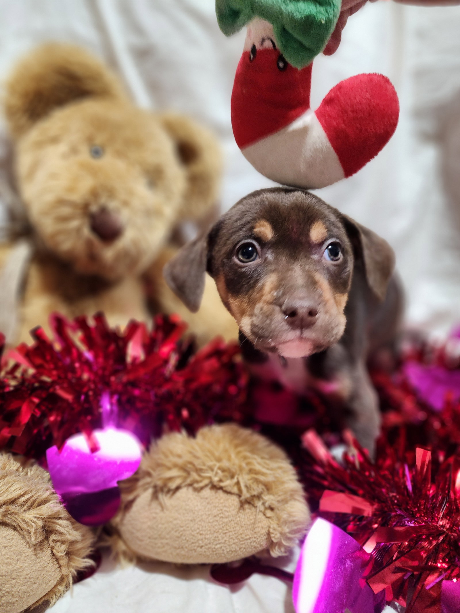 Dog for Adoption - Godiva, a American Pit Bull Terrier in Green Lake ...