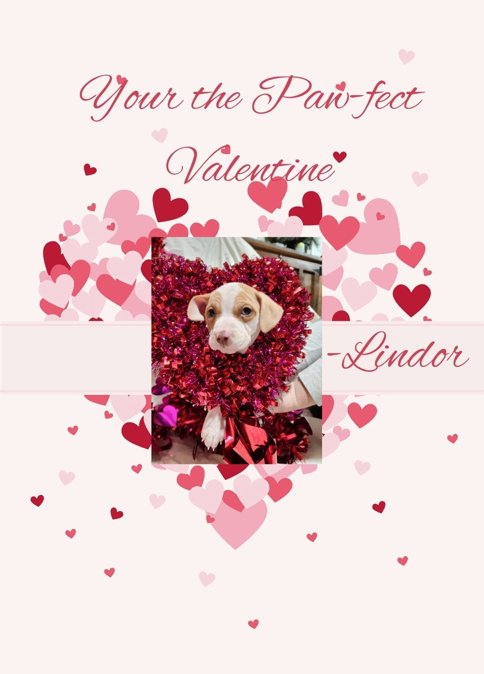 Dog for Adoption - Lindor, a American Pit Bull Terrier in Manawa, WI ...