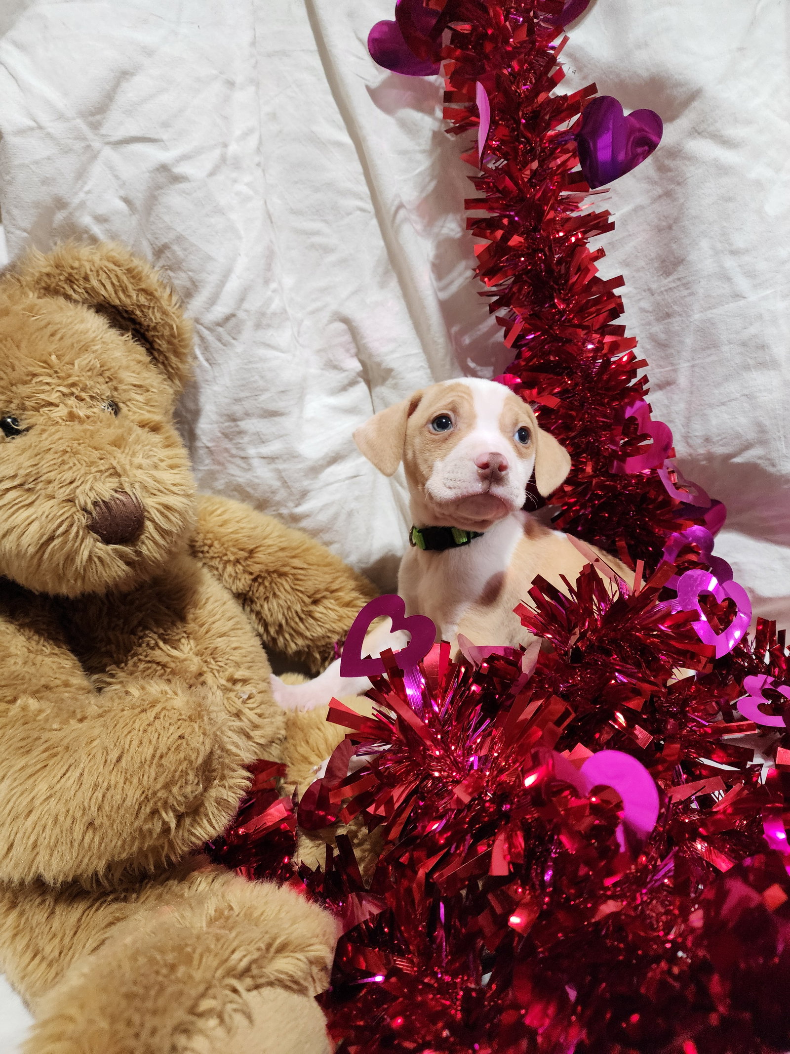 Dog for Adoption - Lindor, a American Pit Bull Terrier in Manawa, WI ...