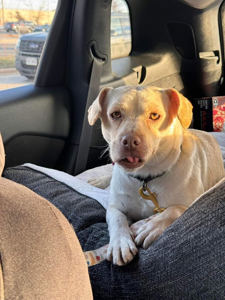 Dog for Adoption - Snow White, a Labrador Retriever in Appleton, WI ...
