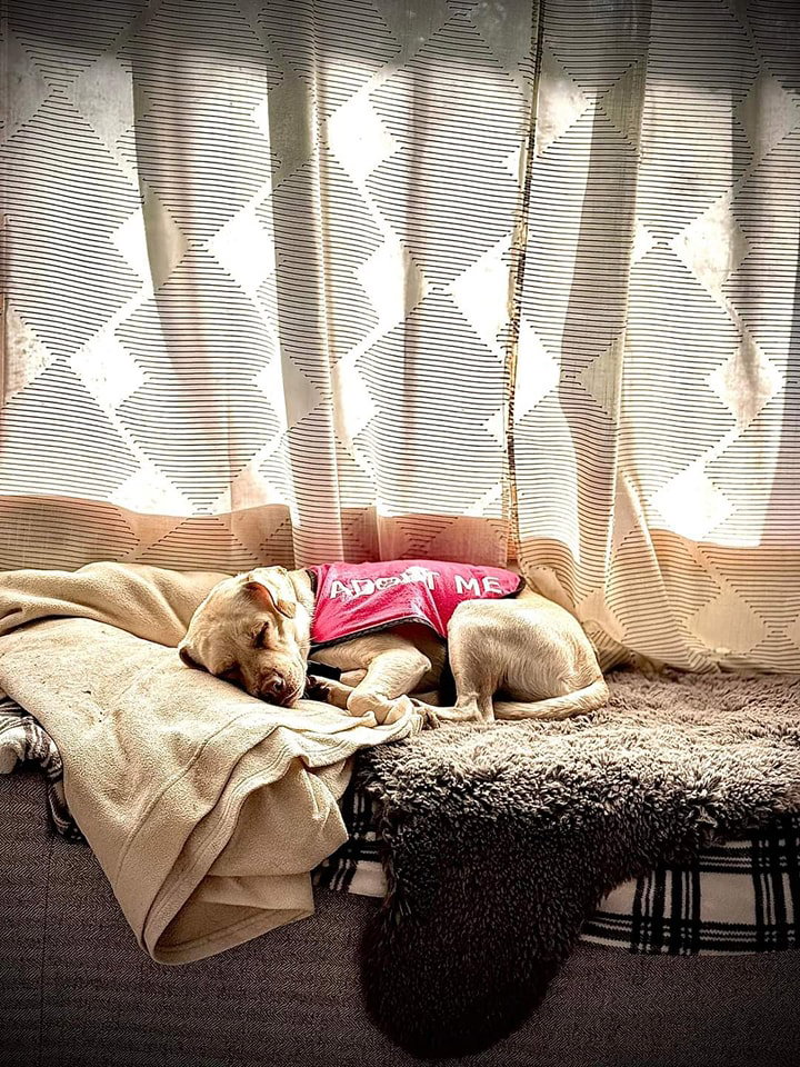 Dog for Adoption - Snow White, a Labrador Retriever in Appleton, WI ...