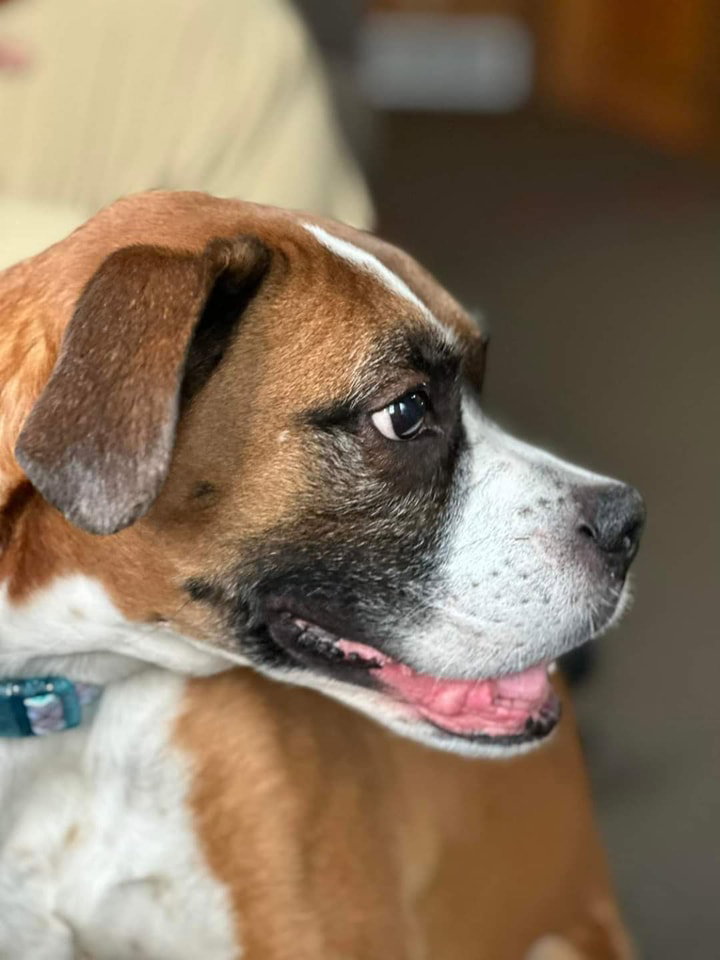 Dog for Adoption - Ashoka, a Boxer in Appleton, WI | Alpha Paw