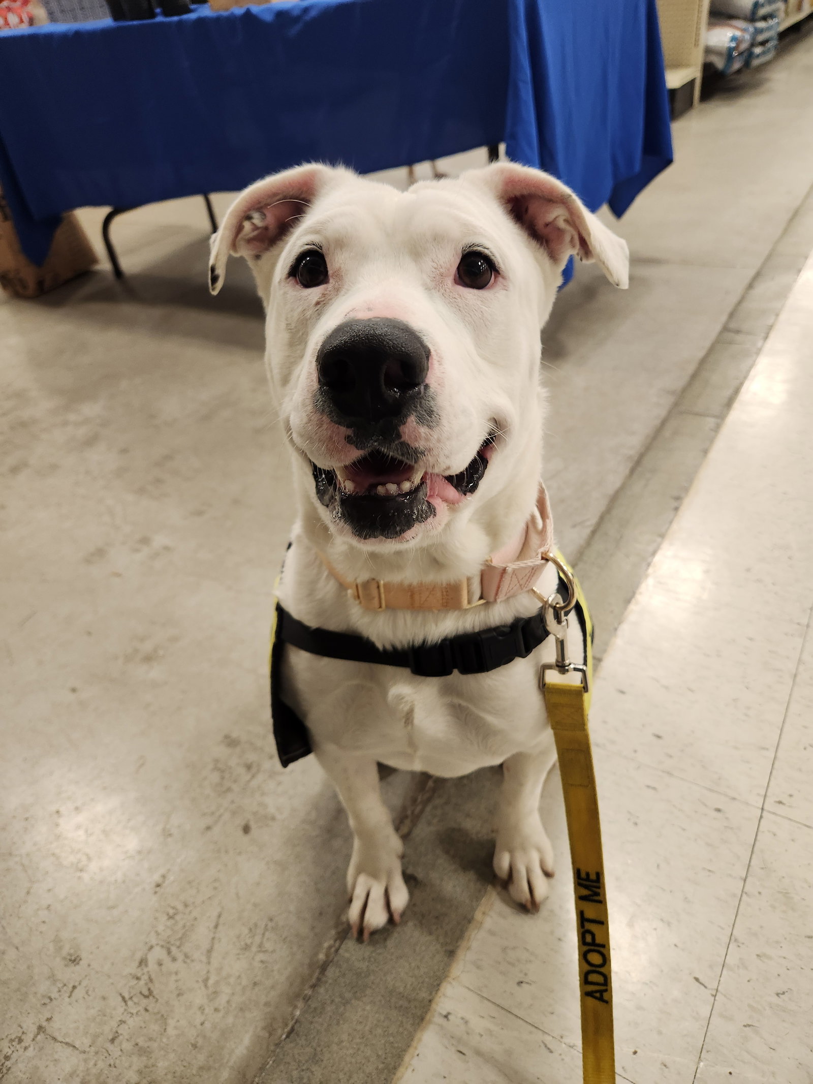 Dog for Adoption - Mary *Deaf*, a American Pit Bull Terrier in Green ...
