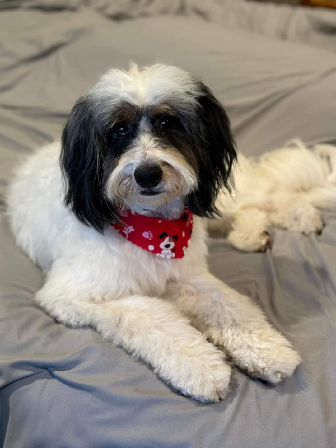 Dog for Adoption - Toby, a Poodle (Standard) in Kiel, WI | Alpha Paw