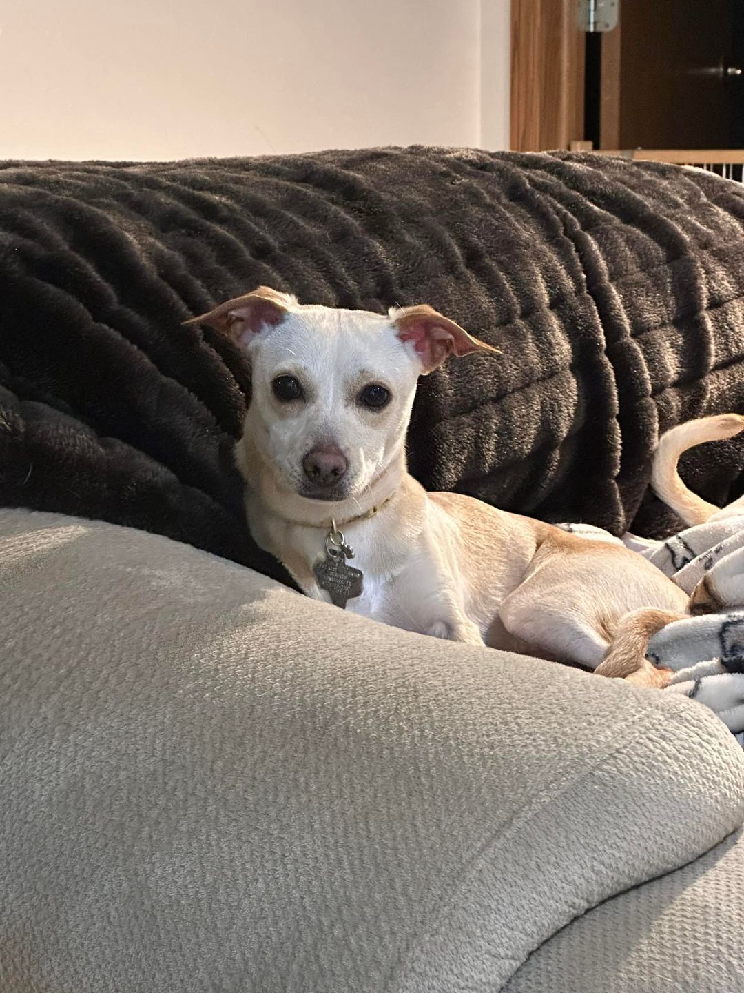 Dog for Adoption - Paige, a Chihuahua in Winneconne, WI | Alpha Paw