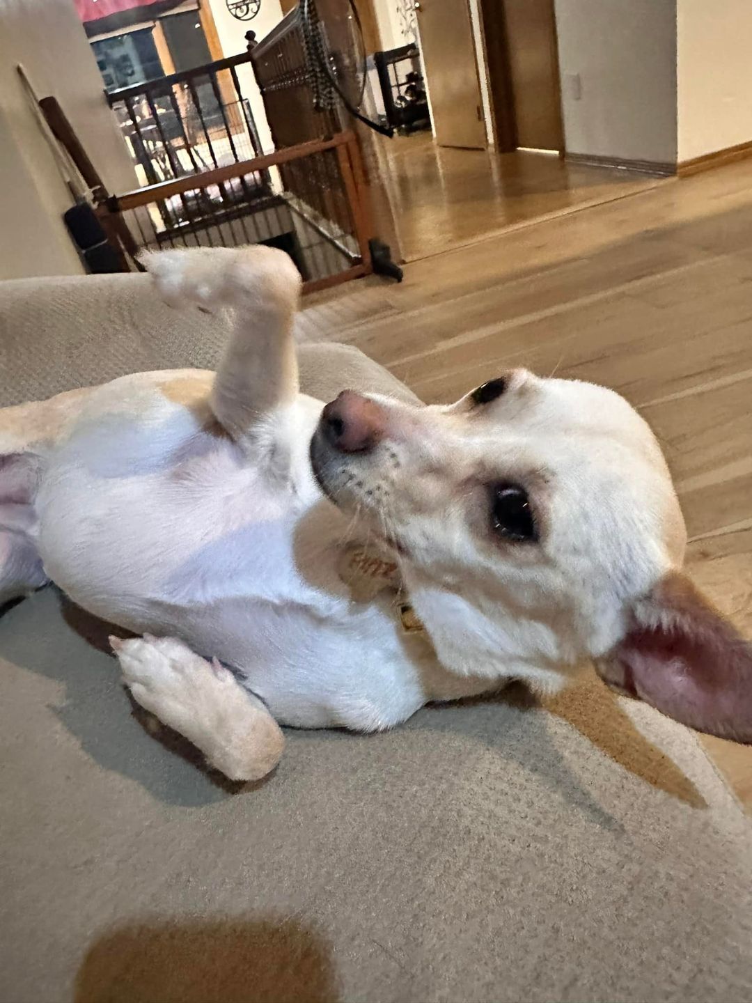 Dog for Adoption - Paige, a Chihuahua in Green Lake County, WI | Alpha Paw