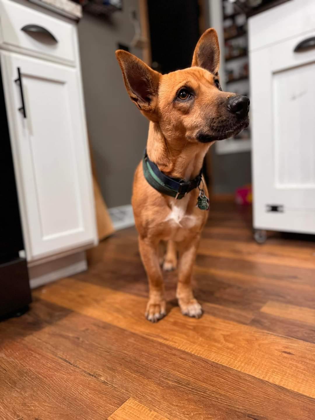 Dog for Adoption - Rudy, a Corgi in Green Bay, WI | Alpha Paw