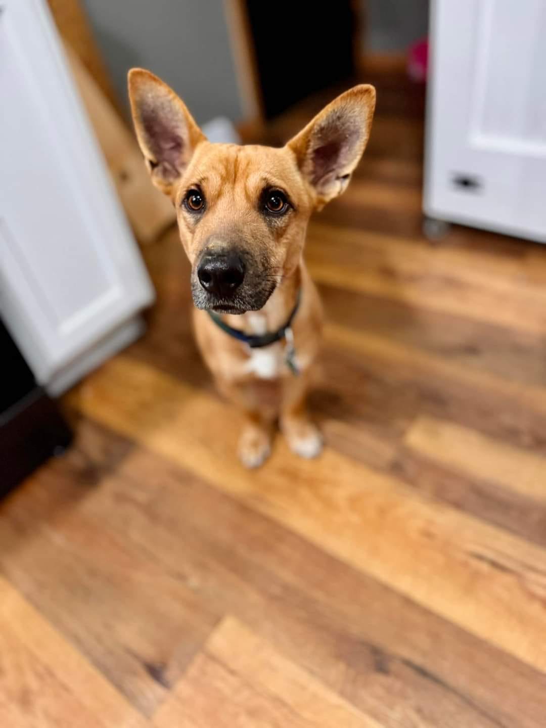 Dog for Adoption - Rudy, a Corgi in Oshkosh, WI | Alpha Paw