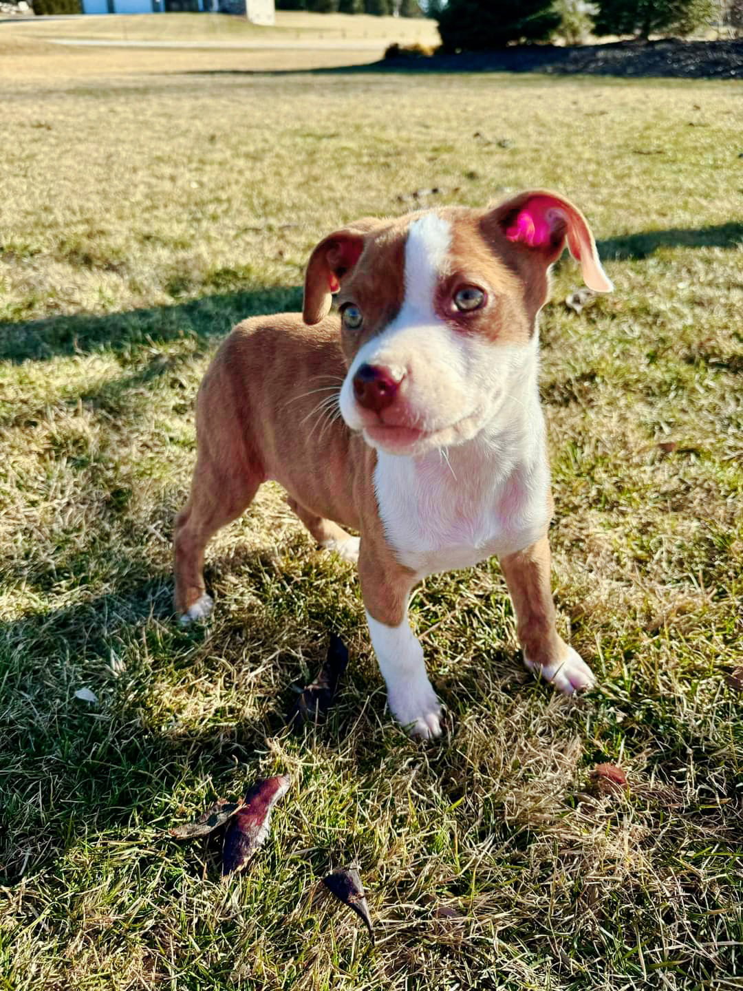 Dog for Adoption - Ghira, a American Pit Bull Terrier in Shawano County ...