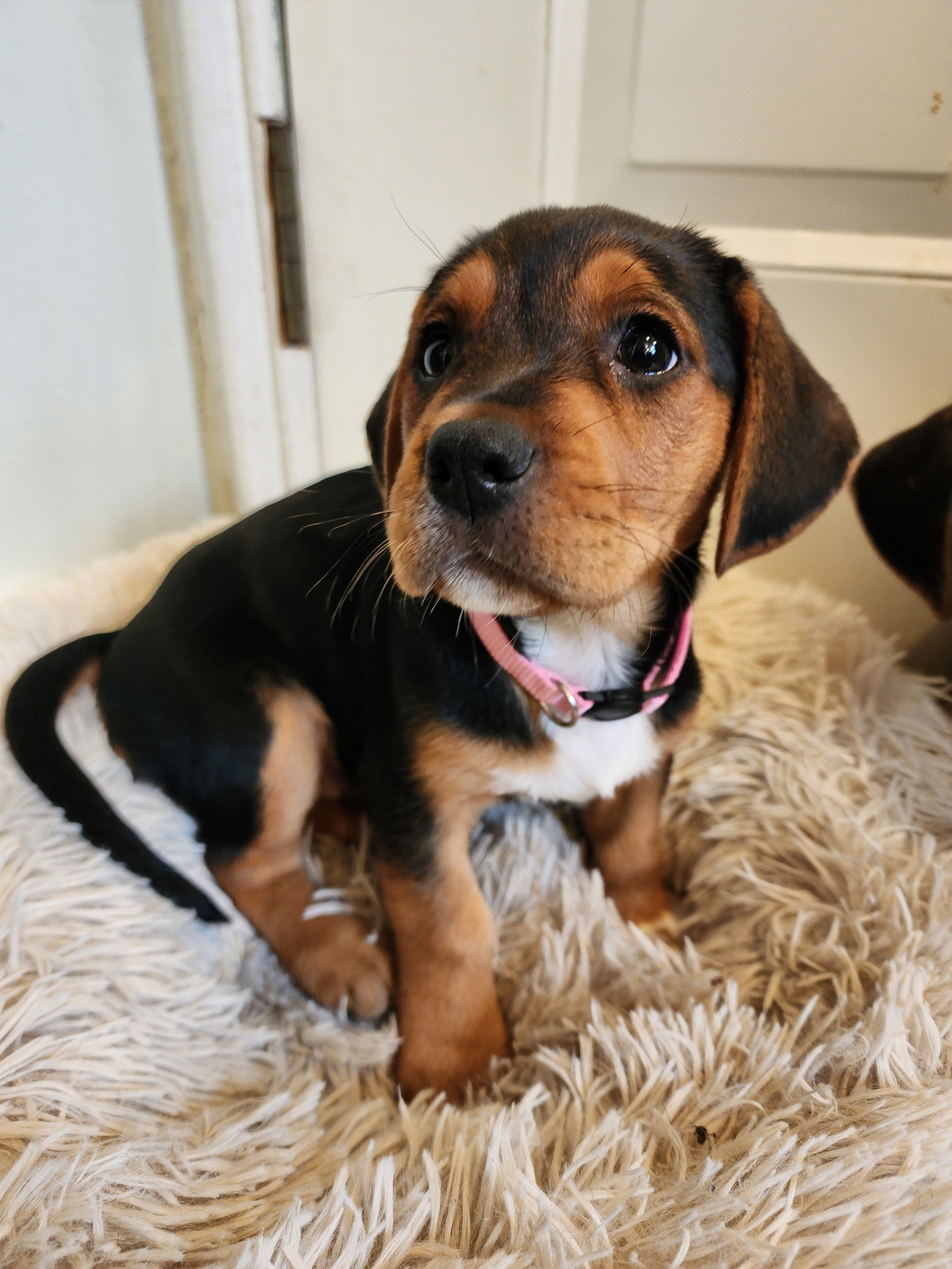 Dog for Adoption - Coco, a Basset Hound in Brillion, WI | Alpha Paw