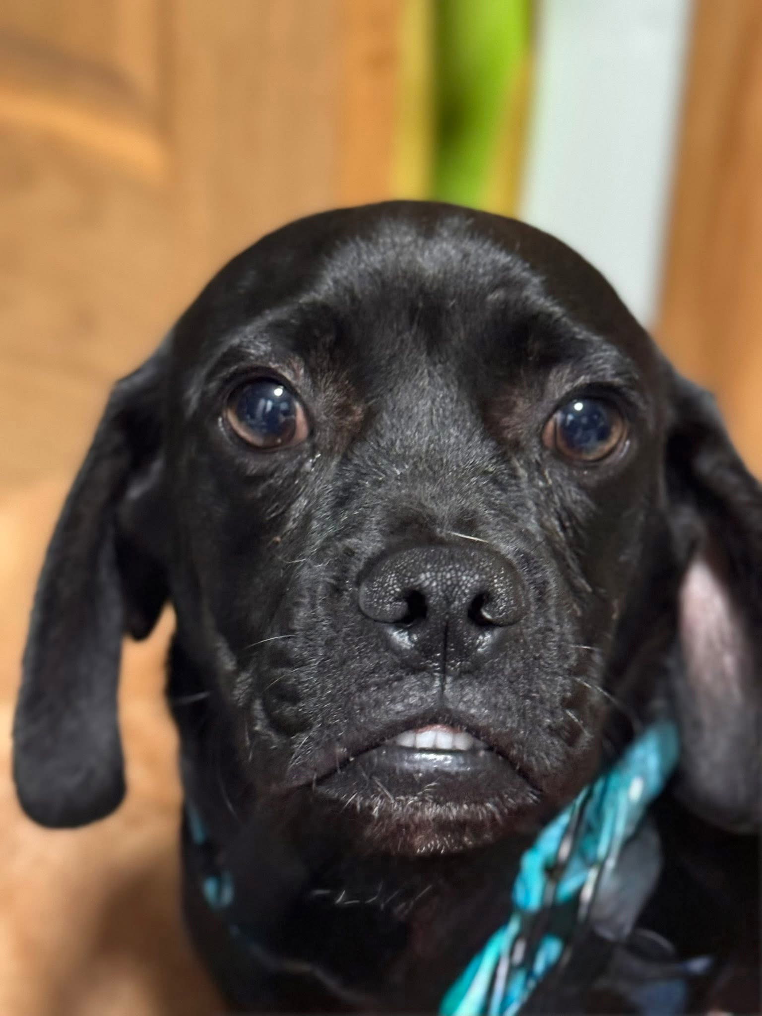 Dog for Adoption - Dennis, a Beagle in Fond Du Lac, WI | Alpha Paw