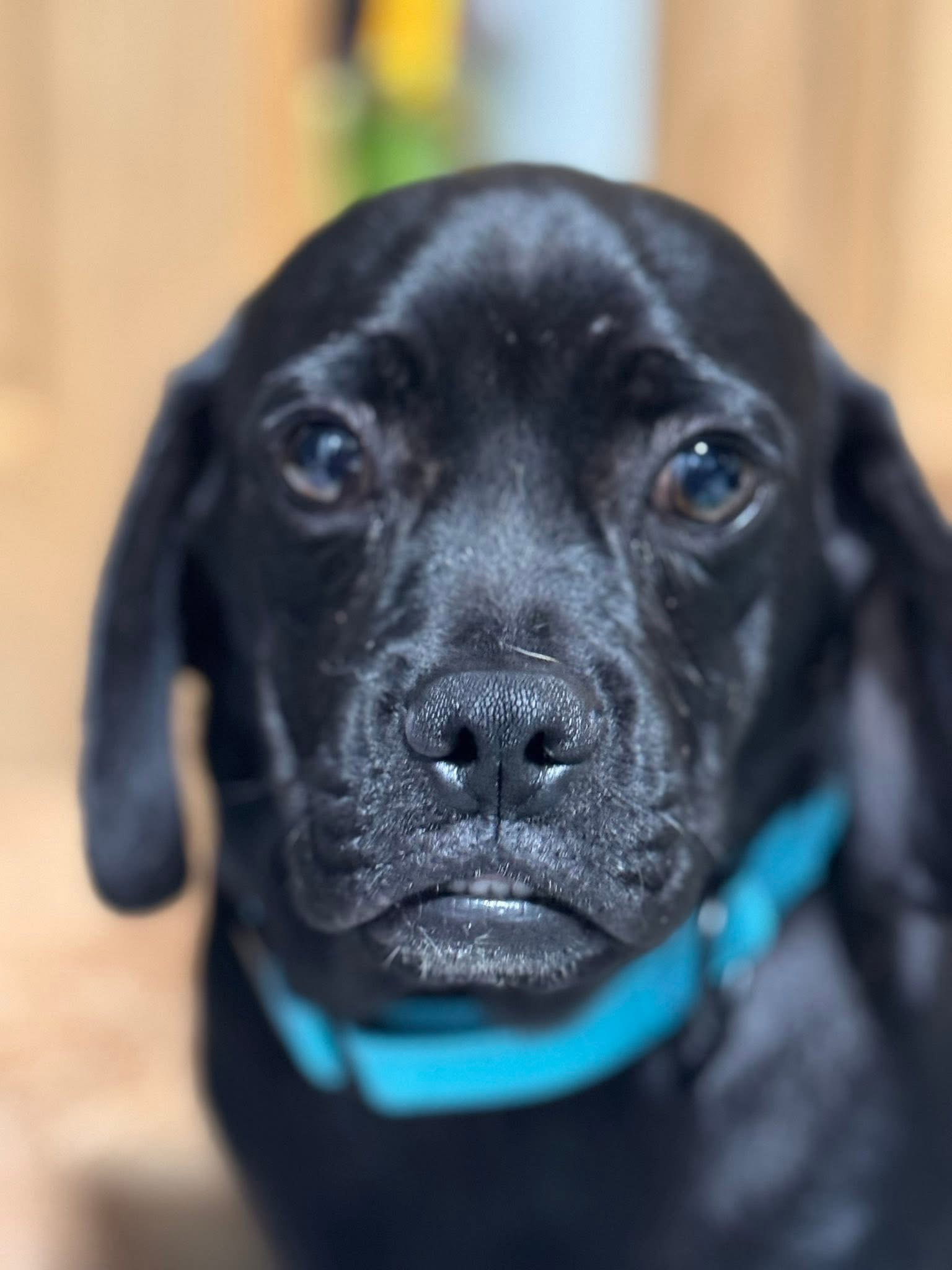 Dog for Adoption - Dennis, a Beagle in Fond Du Lac, WI | Alpha Paw