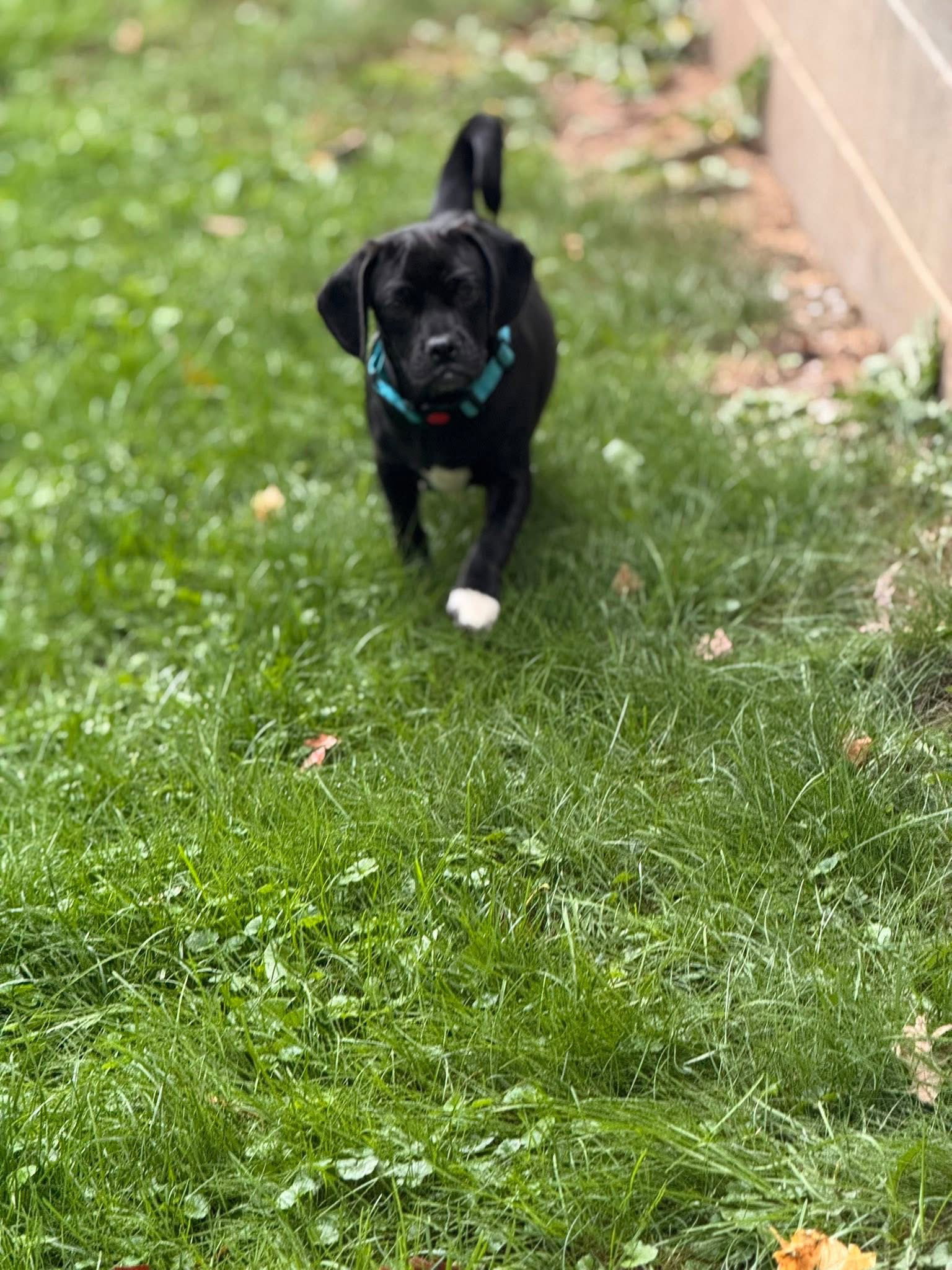 Dog for Adoption - Dennis, a Beagle in Fond Du Lac, WI | Alpha Paw