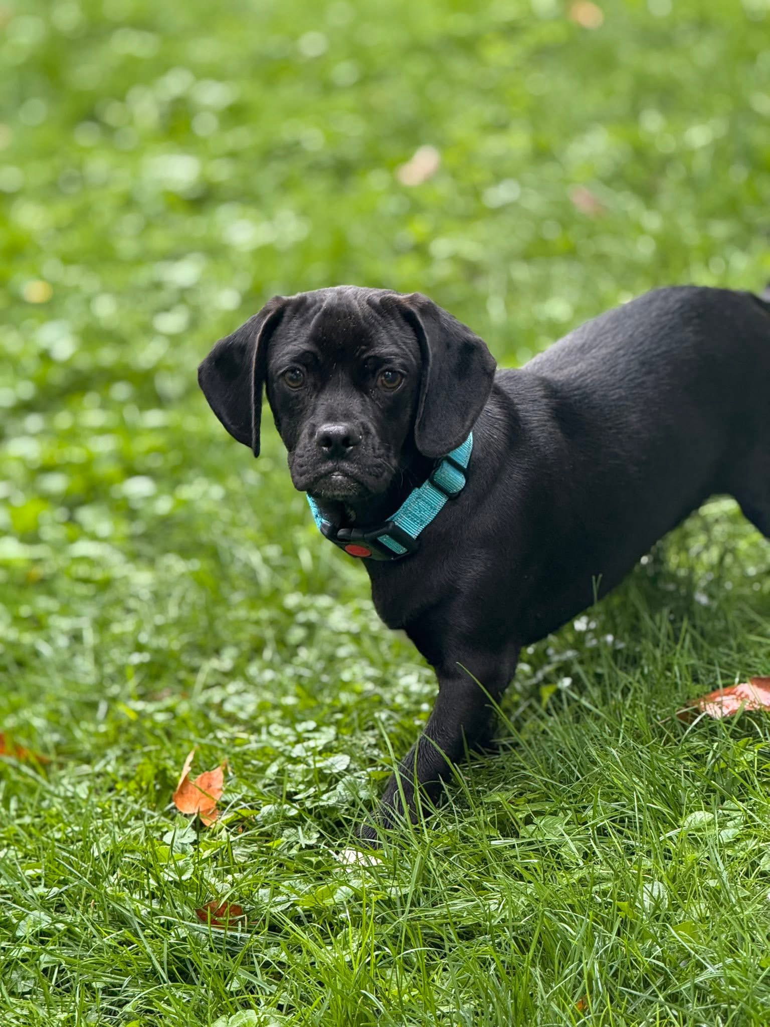 Dog for Adoption - Dennis, a Beagle in Fond Du Lac, WI | Alpha Paw