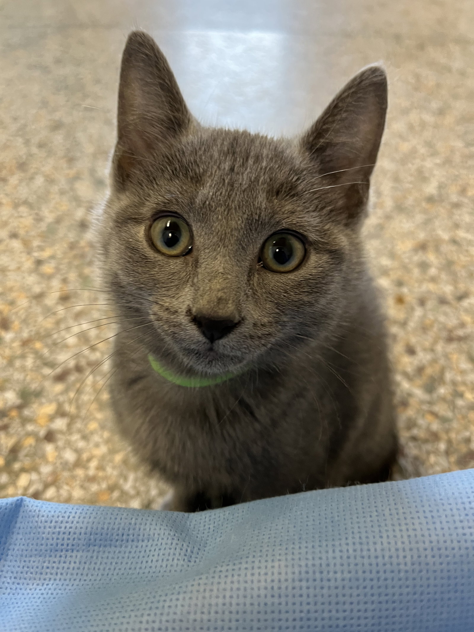 Cats for Adoption in Iowa City, Iowa | Alpha Paw