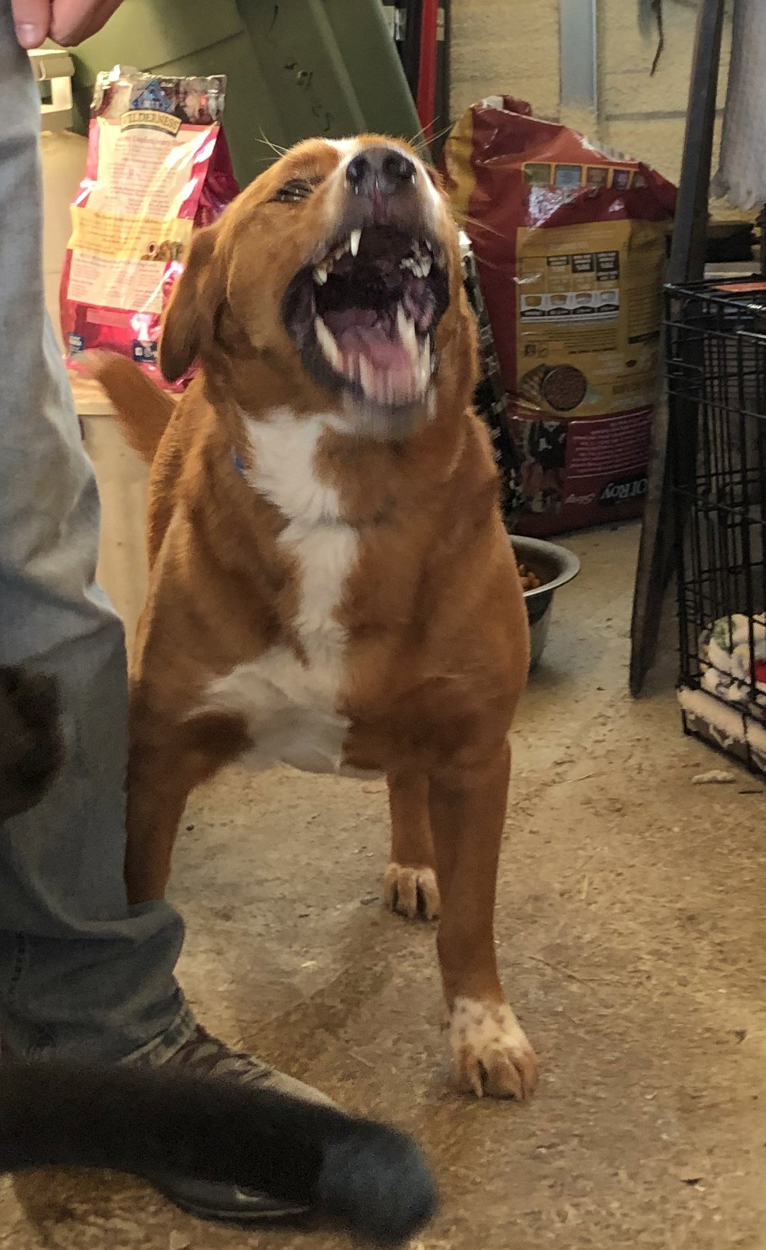 Dog for Adoption - Alex, a Labrador Retriever in Woodbury, TN | Alpha Paw