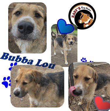 Dog for Adoption - Bubba Lou, a Otterhound in East Ridge, TN | Alpha Paw
