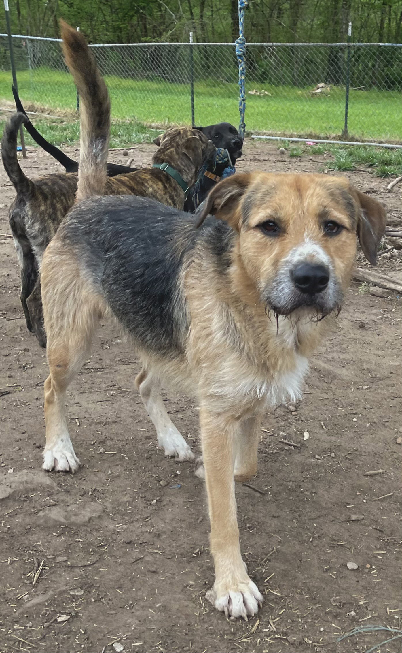 Dog for Adoption - Bubba Lou, a Otterhound in East Ridge, TN | Alpha Paw