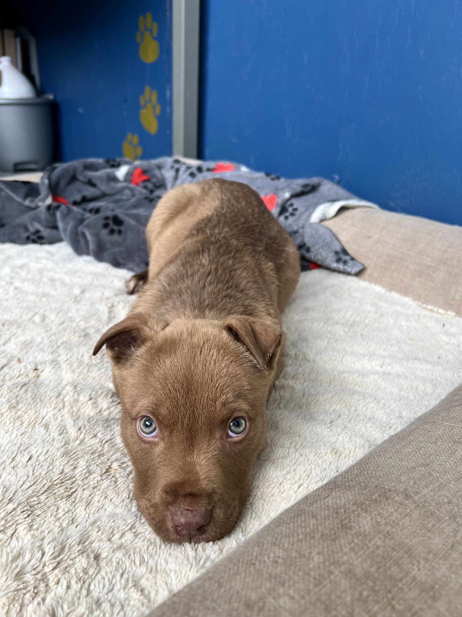 Dog for Adoption - Justin, a Labrador Retriever in Scottsboro, AL ...