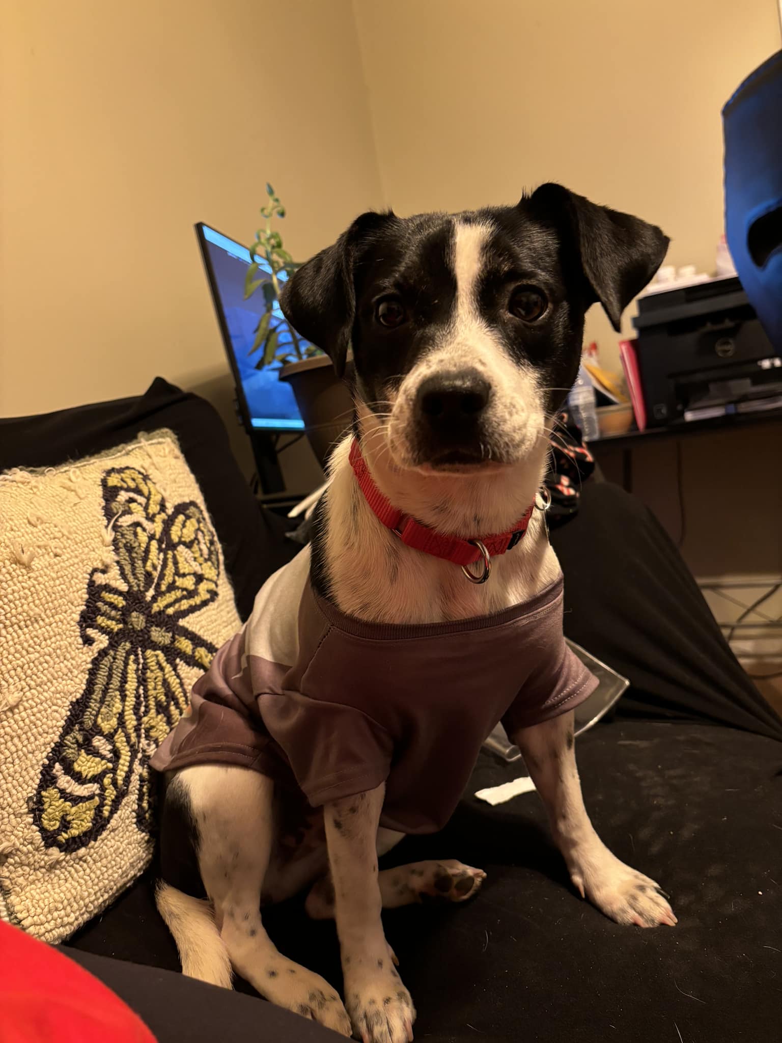 Dog for Adoption - Angel, a Terrier in Sparta, NJ | Alpha Paw
