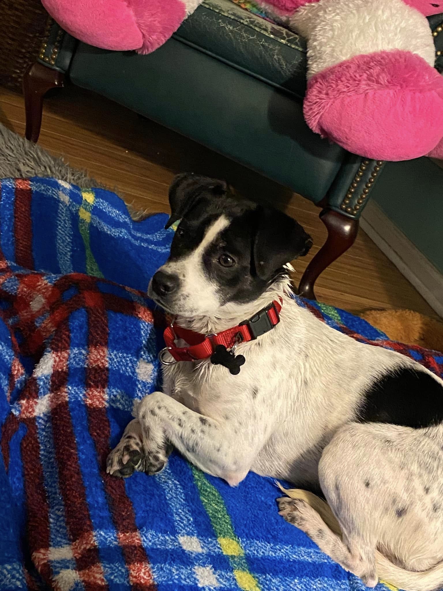 Dog for Adoption - Angel, a Terrier in Sparta, NJ | Alpha Paw