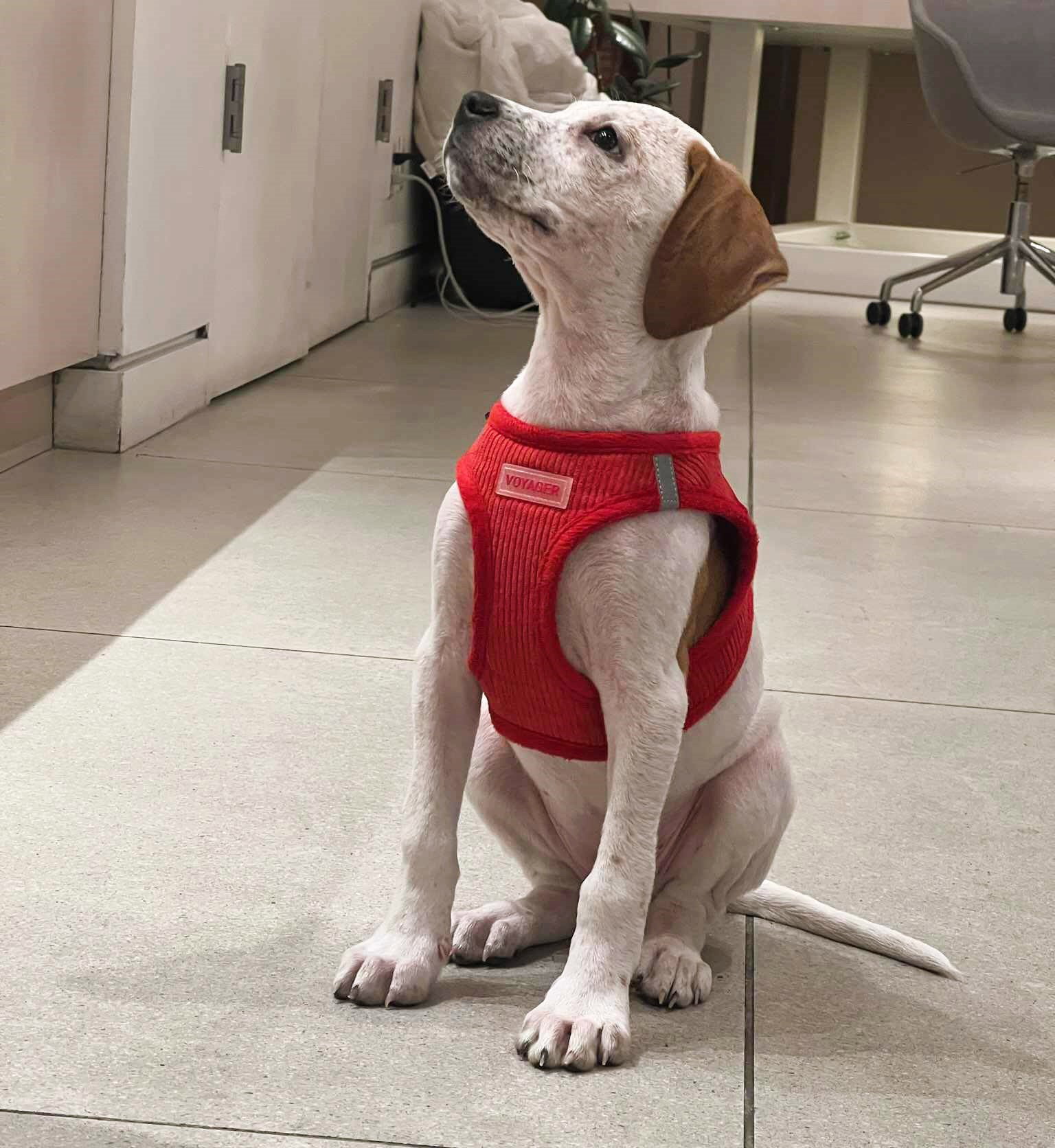 Dog for Adoption - Darla, a Hound in Manhattan, NY | Alpha Paw