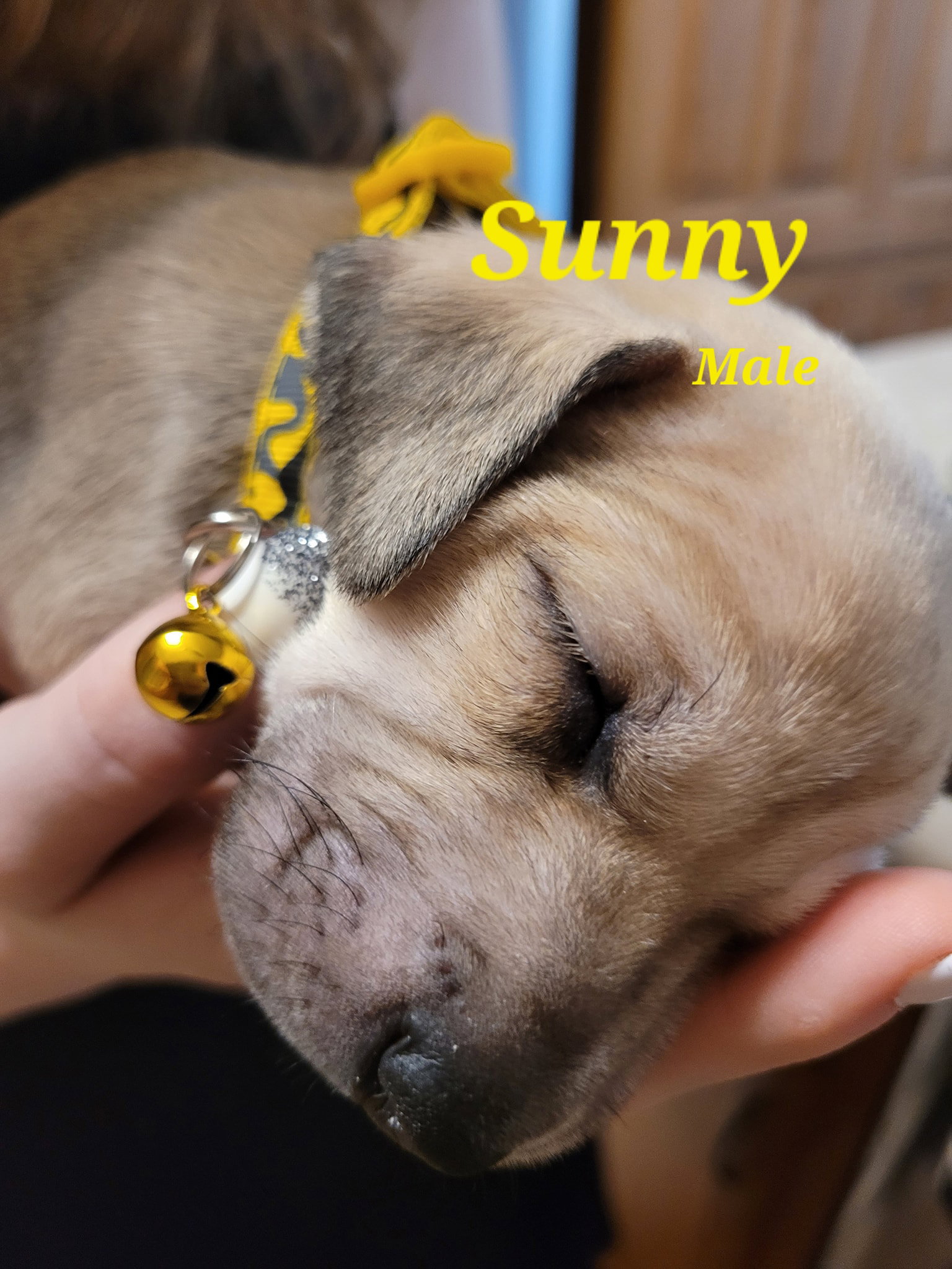 Dog for Adoption - SmokeyJaneMales-SUNNY, a Rat Terrier in Hot Springs ...