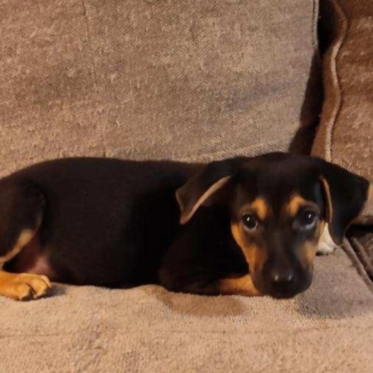 Dog for Adoption - Rolo, a Terrier in Mayflower, AR | Alpha Paw