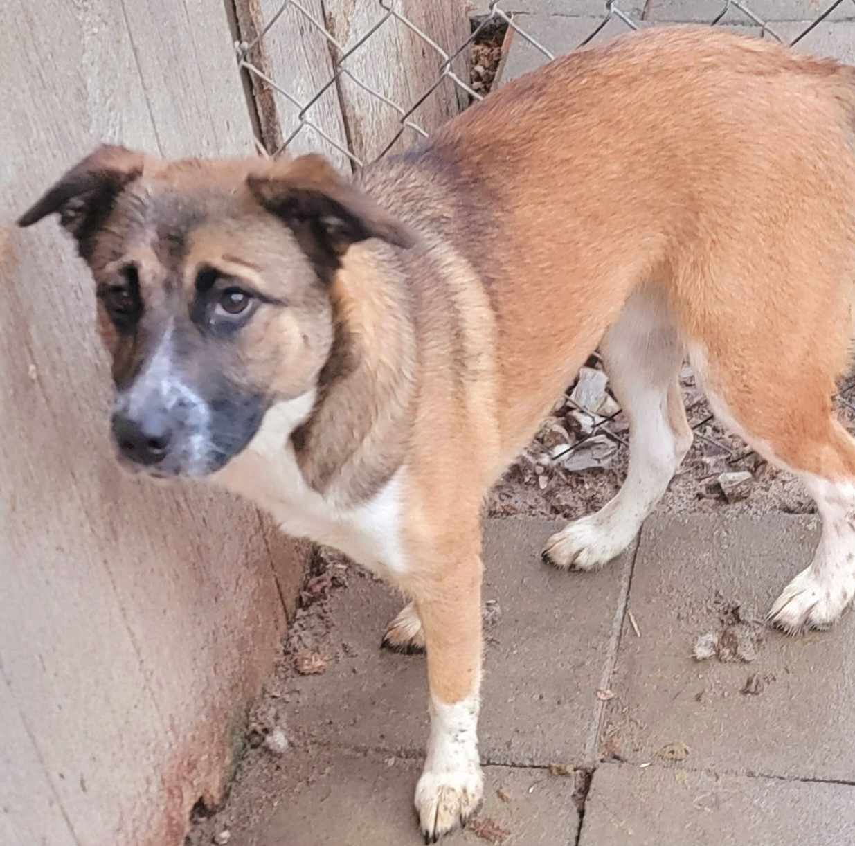 Dog for Adoption - Freya, a Shepherd in Mayflower, AR | Alpha Paw