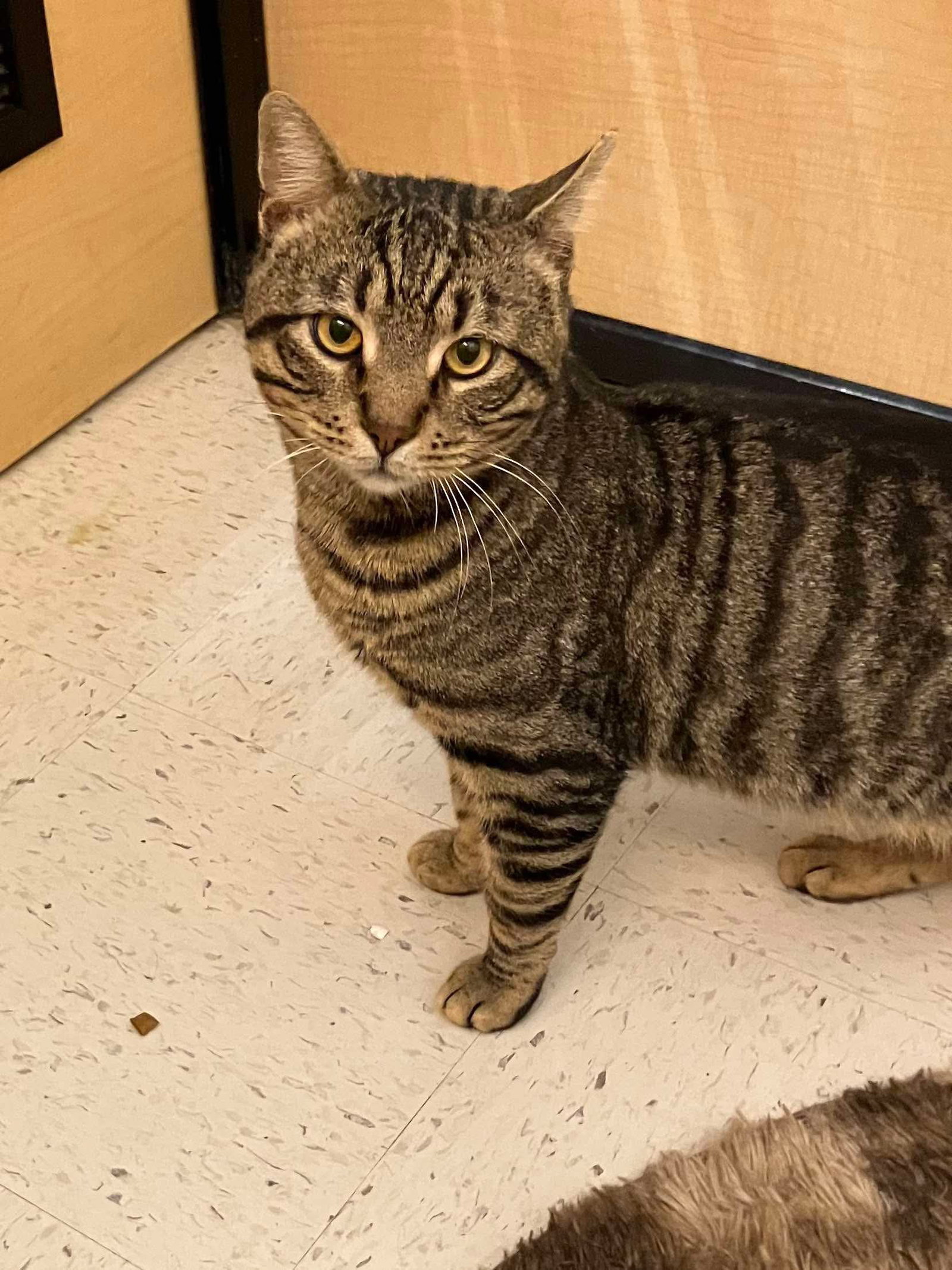 Bandit's Web Page