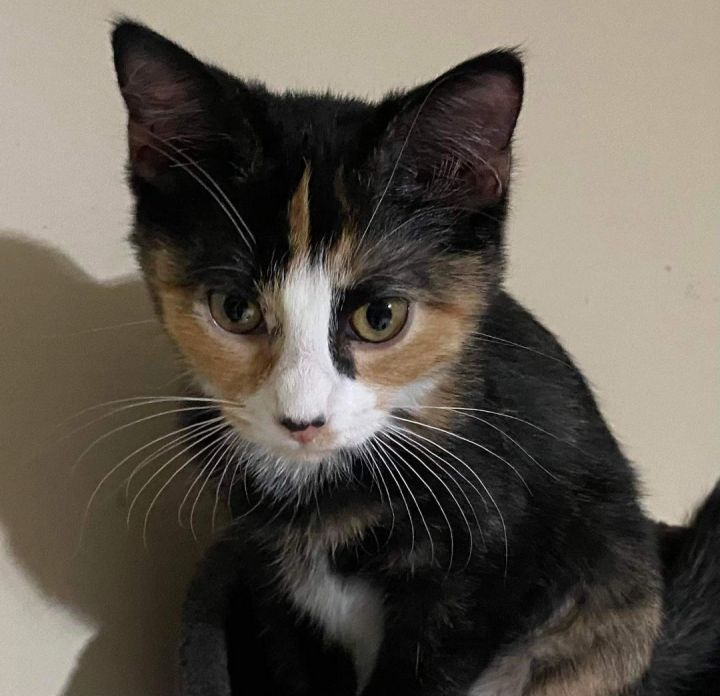 Cats for Adoption in Four Seasons, Missouri | Alpha Paw
