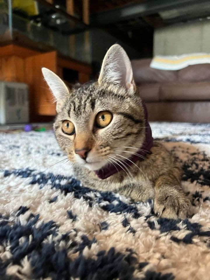 Cats for Adoption in Hermitage, Missouri | Alpha Paw